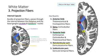 15- Cerebrum and Hemisphers (Edited).pdf