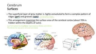 15- Cerebrum and Hemisphers (Edited).pdf