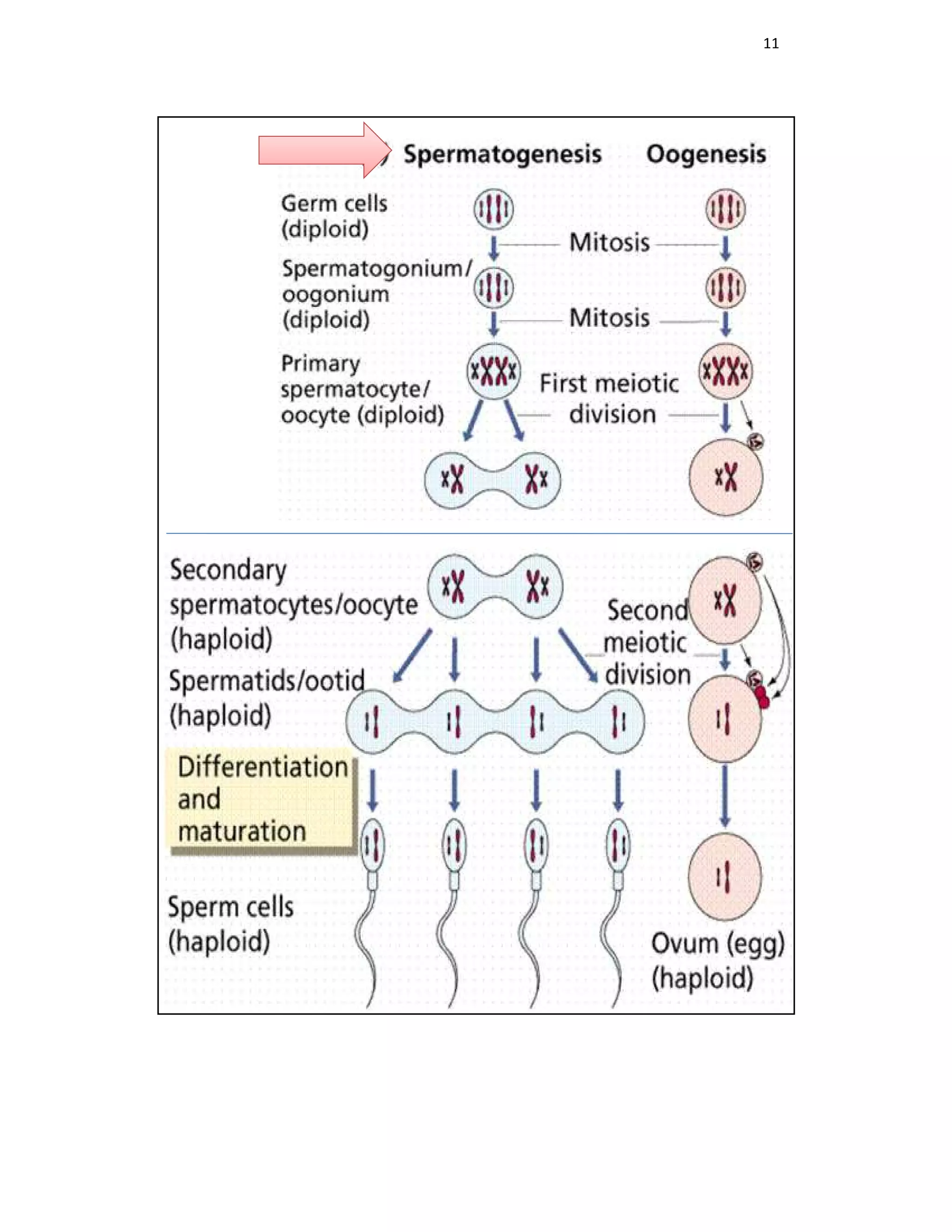 1 5 chapter 5. cell division-ali-2013 | PDF