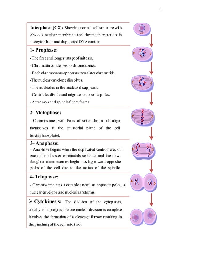 1 5 chapter 5. cell division-ali-2013 | PDF | Infertility ...
