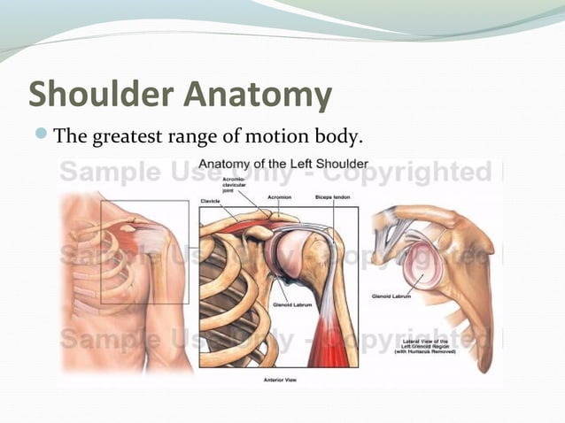 15 common shoulder disorders | PPT 15 common shoulder disorders | PPT