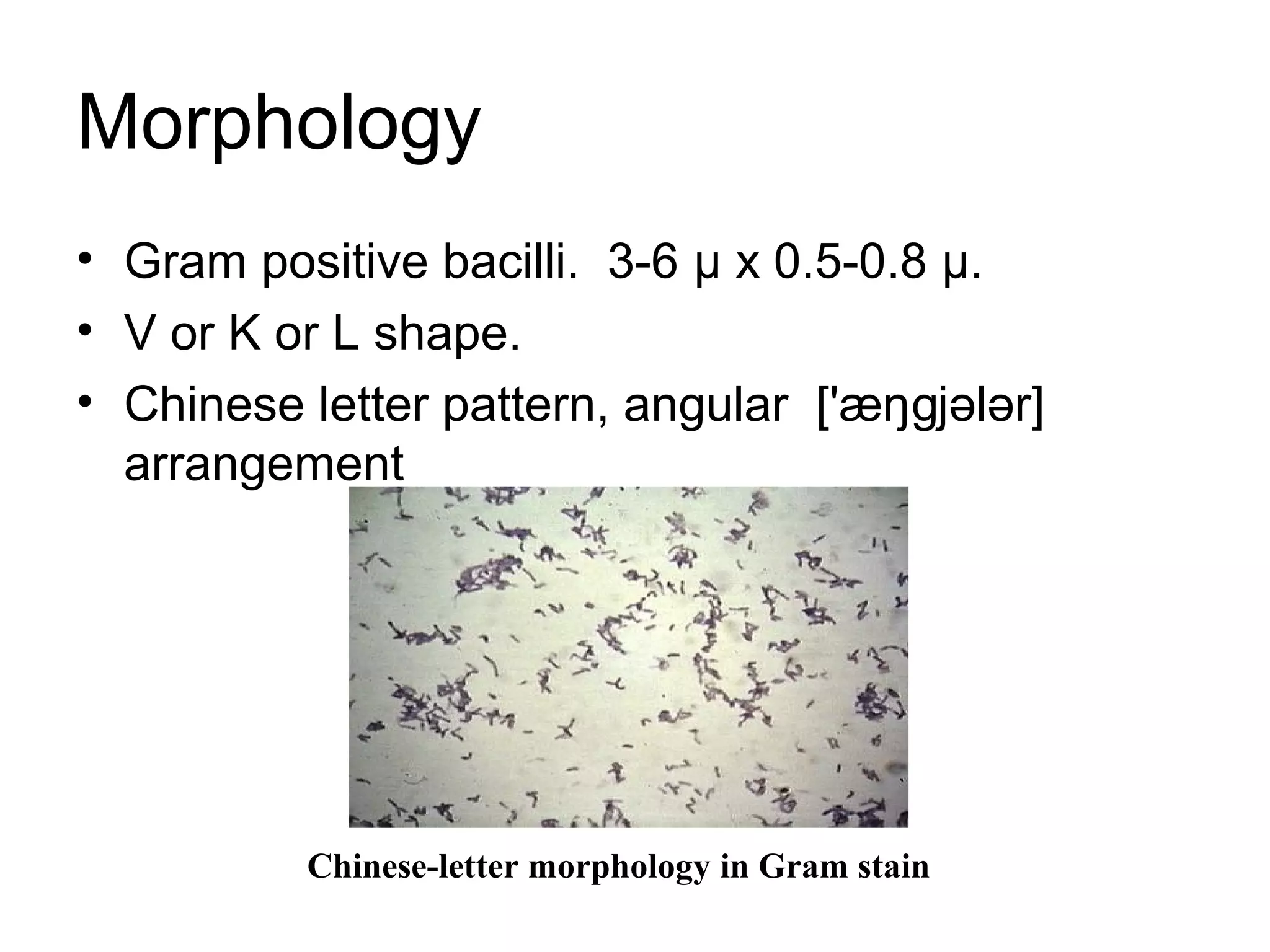 15 corynebacterium diphtheriae | PPT