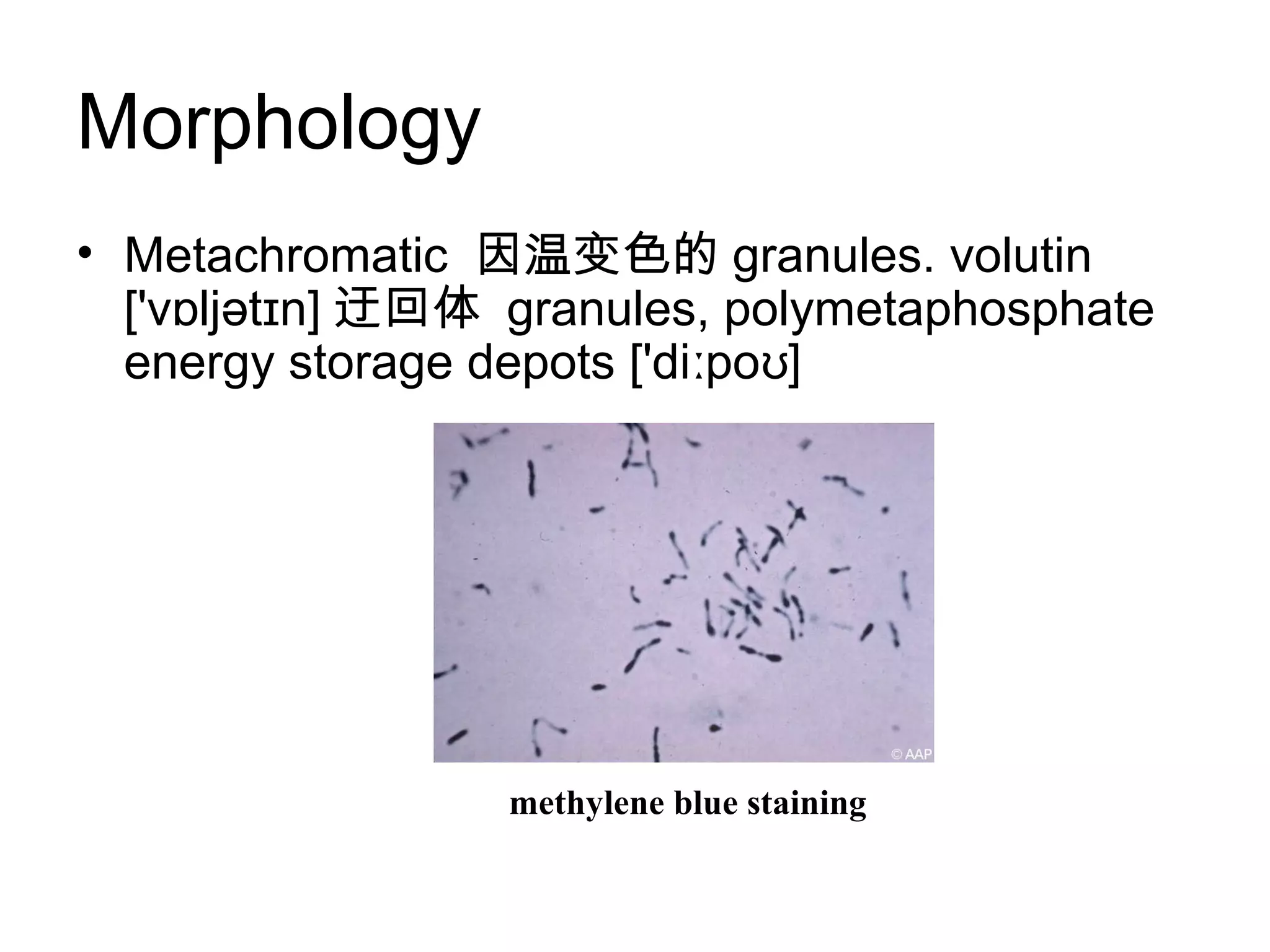 15 corynebacterium diphtheriae | PPT