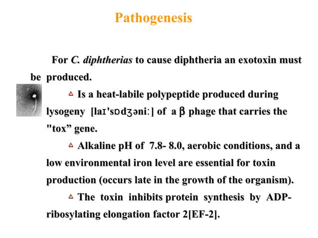 15 corynebacterium diphtheriae | PPT