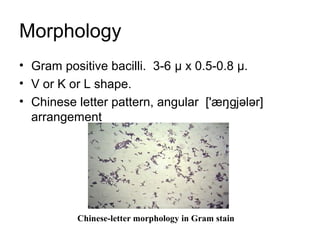 15 corynebacterium diphtheriae | PPT