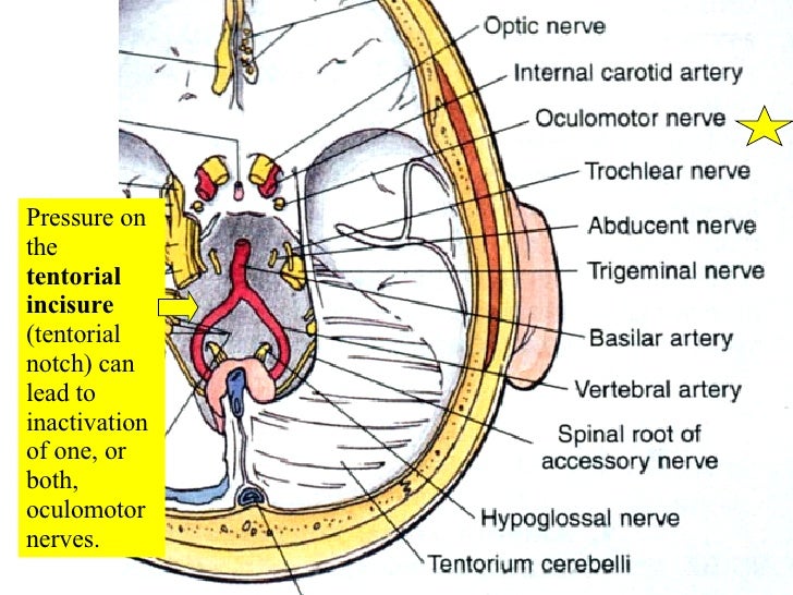 15 Cranial Nerves