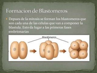 Desarrollo Embrionario | PPTX
