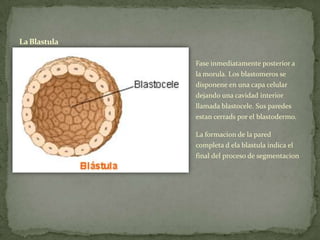 Desarrollo Embrionario | PPTX