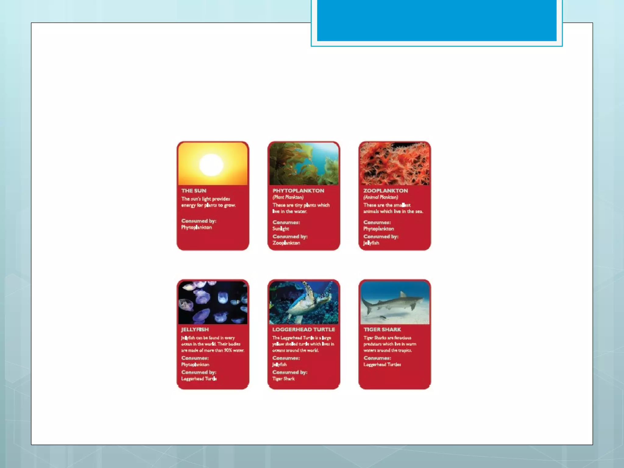 15. food chains | ODP