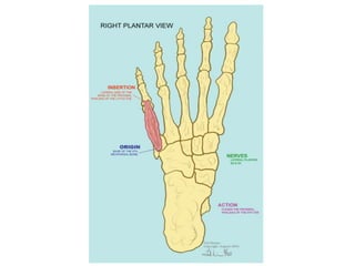 FOOT INTRINSIC MUSCLES origin & insertions.pptx