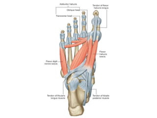 FOOT INTRINSIC MUSCLES origin & insertions.pptx