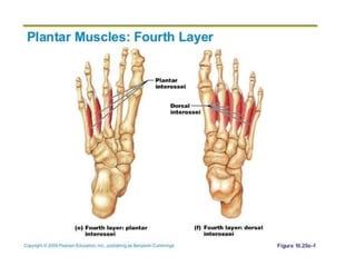 FOOT INTRINSIC MUSCLES origin & insertions.pptx