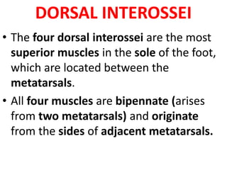 FOOT INTRINSIC MUSCLES origin & insertions.pptx