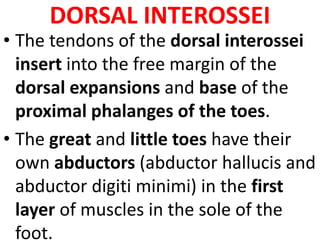 FOOT INTRINSIC MUSCLES origin & insertions.pptx