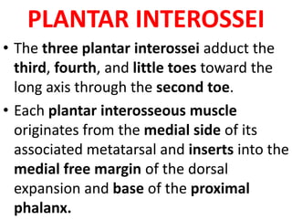 FOOT INTRINSIC MUSCLES origin & insertions.pptx