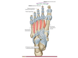 FOOT INTRINSIC MUSCLES origin & insertions.pptx