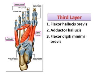 FOOT INTRINSIC MUSCLES origin & insertions.pptx