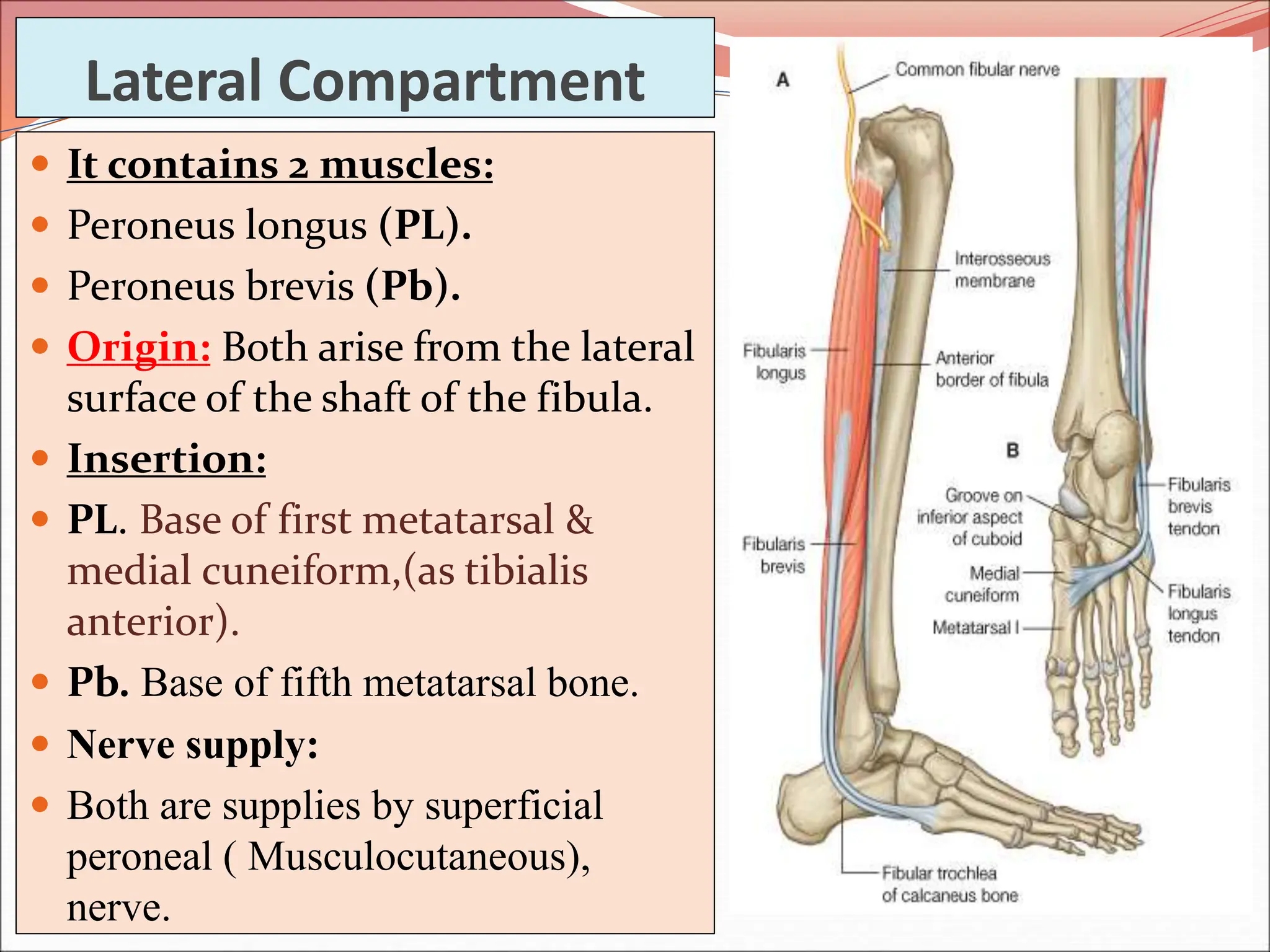 15- Frontal and lateral compartment of the leg and dorsum foot.ppt