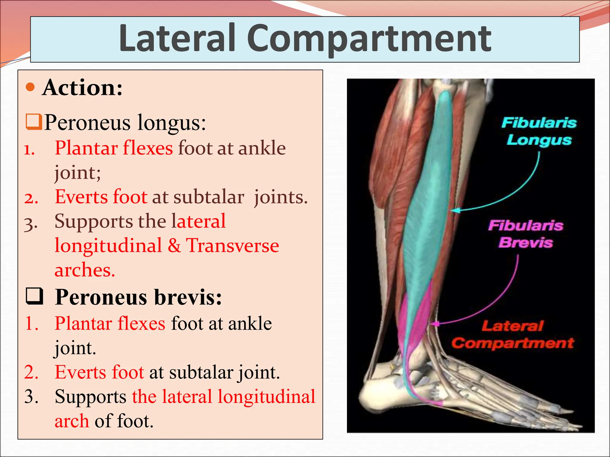 15- Frontal and lateral compartment of the leg and dorsum foot.ppt