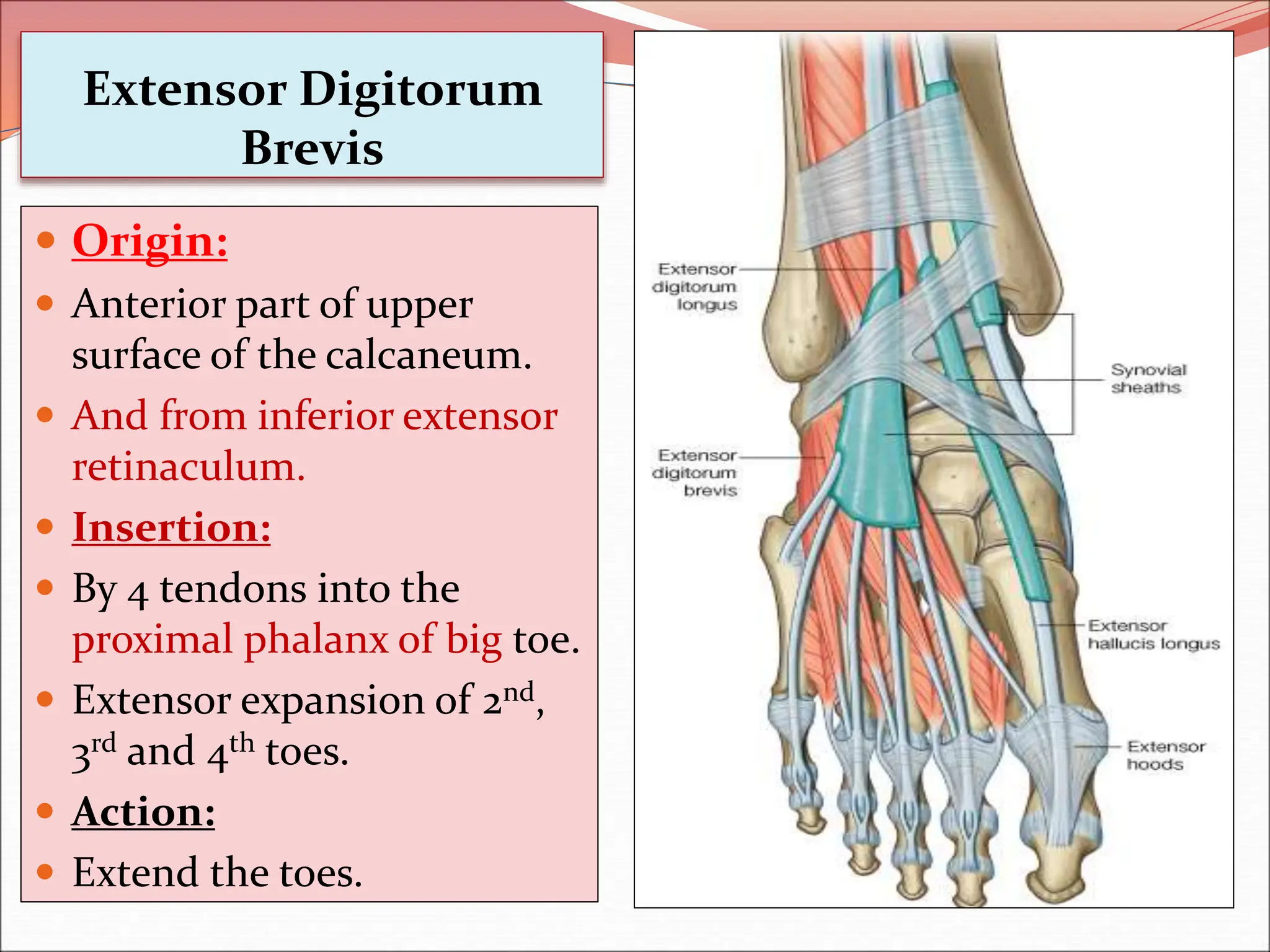 15- Frontal and lateral compartment of the leg and dorsum foot.ppt