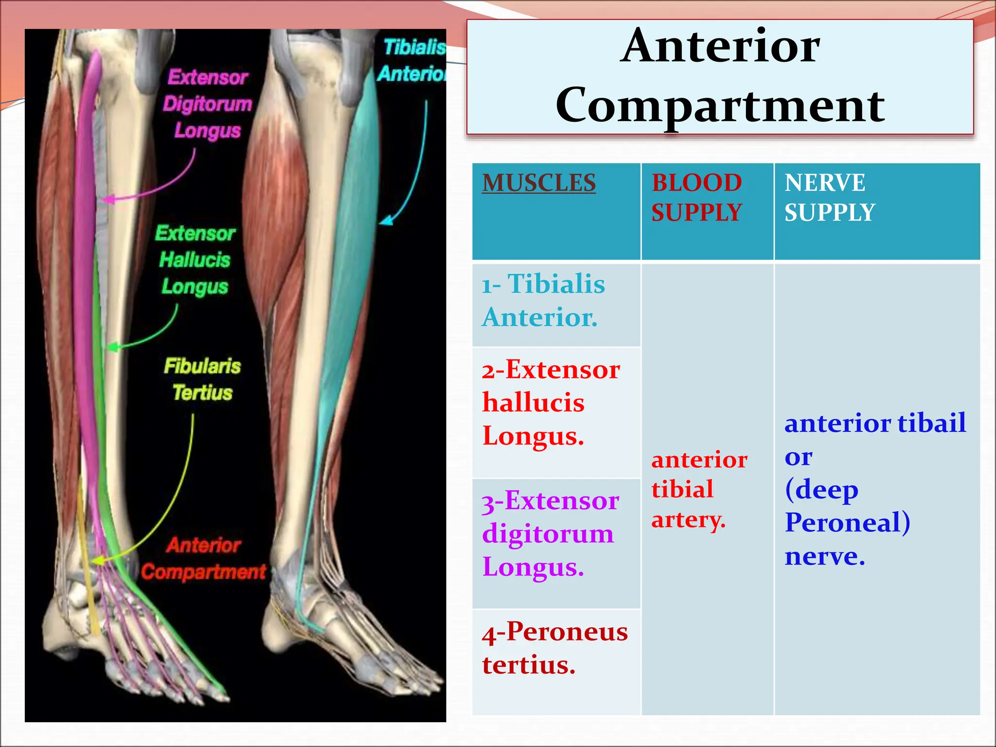 15- Frontal and lateral compartment of the leg and dorsum foot.ppt
