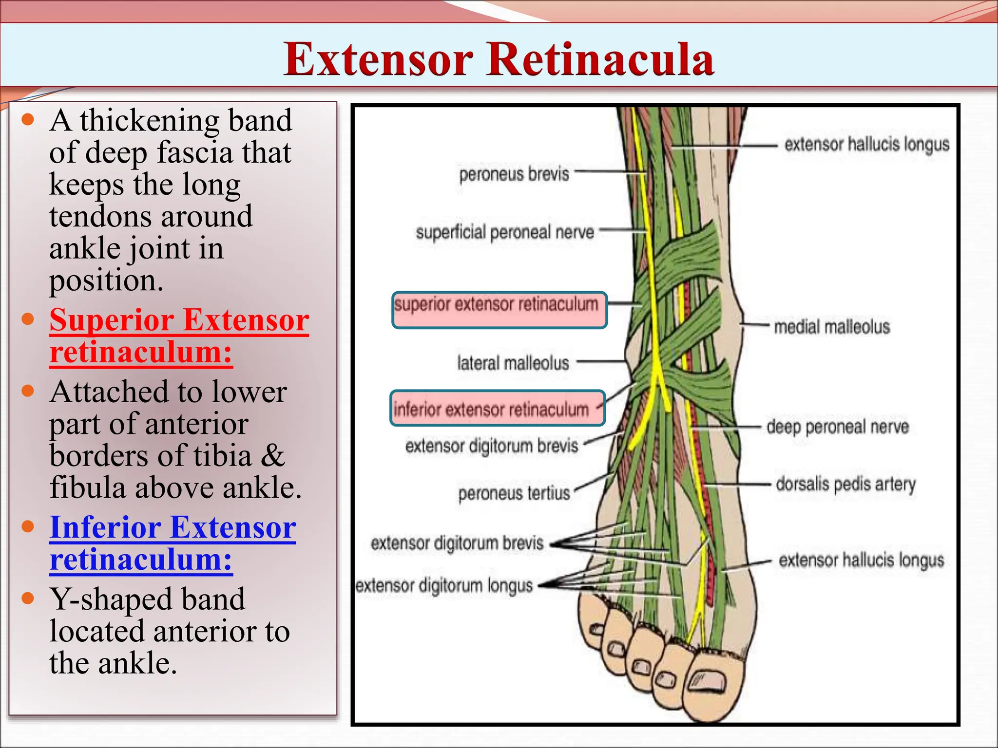 15- Frontal and lateral compartment of the leg and dorsum foot.ppt