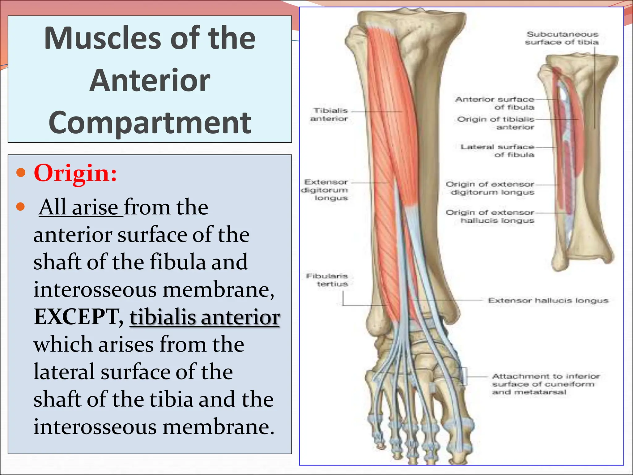 15- Frontal and lateral compartment of the leg and dorsum foot.ppt