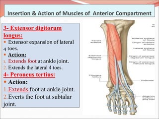 15- Frontal and lateral compartment of the leg and dorsum foot.ppt