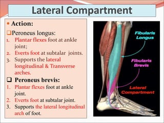 15- Frontal and lateral compartment of the leg and dorsum foot.ppt