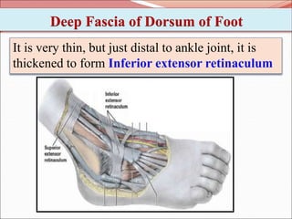 15- Frontal and lateral compartment of the leg and dorsum foot.ppt