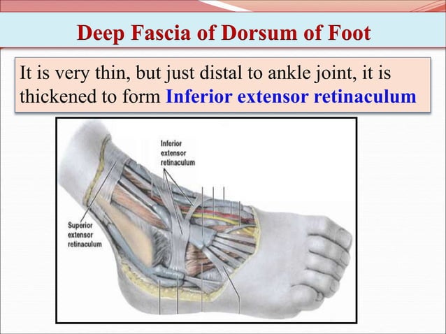 15- Frontal and lateral compartment of the leg and dorsum foot.ppt