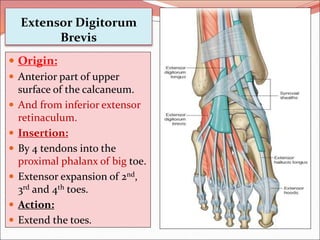 15- Frontal and lateral compartment of the leg and dorsum foot.ppt