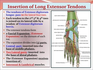 15- Frontal and lateral compartment of the leg and dorsum foot.ppt