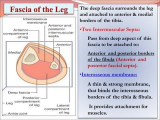15- Frontal and lateral compartment of the leg and dorsum foot.ppt