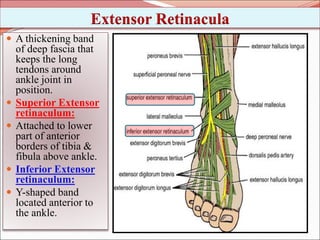 15- Frontal and lateral compartment of the leg and dorsum foot.ppt