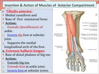 15- Frontal and lateral compartment of the leg and dorsum foot.ppt