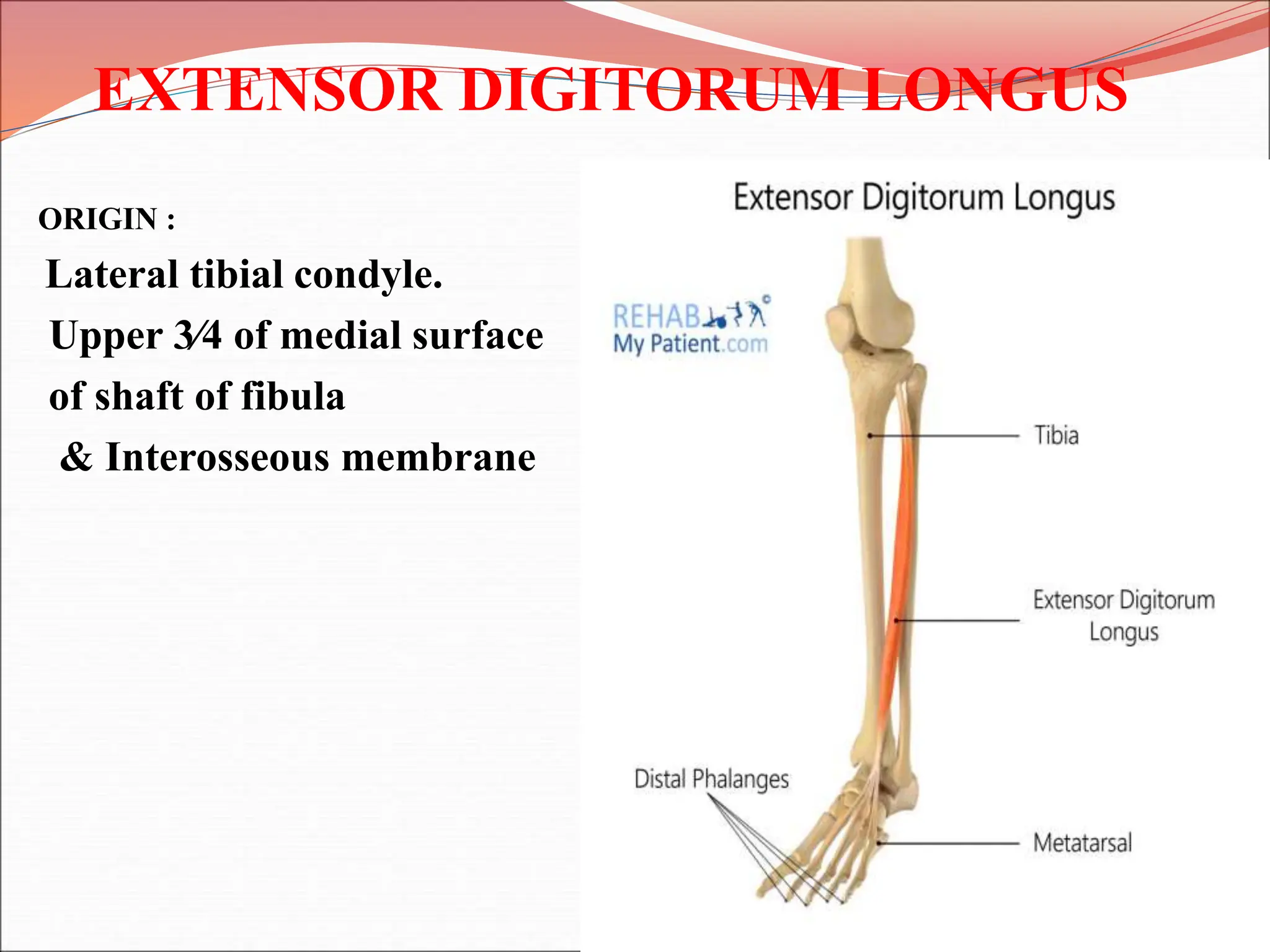15- Front and lateral compartment of leg (1).ppt