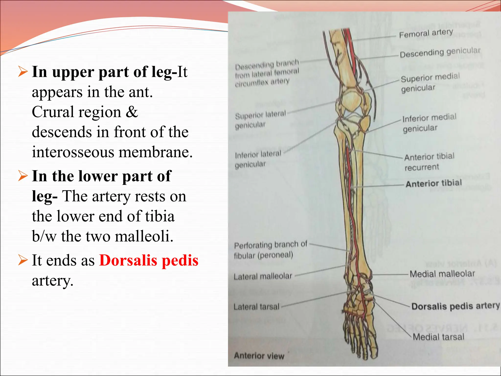 15- Front and lateral compartment of leg (1).ppt