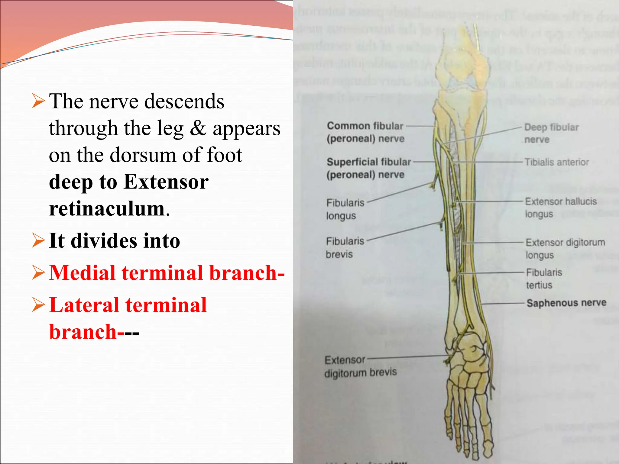 15- Front and lateral compartment of leg (1).ppt