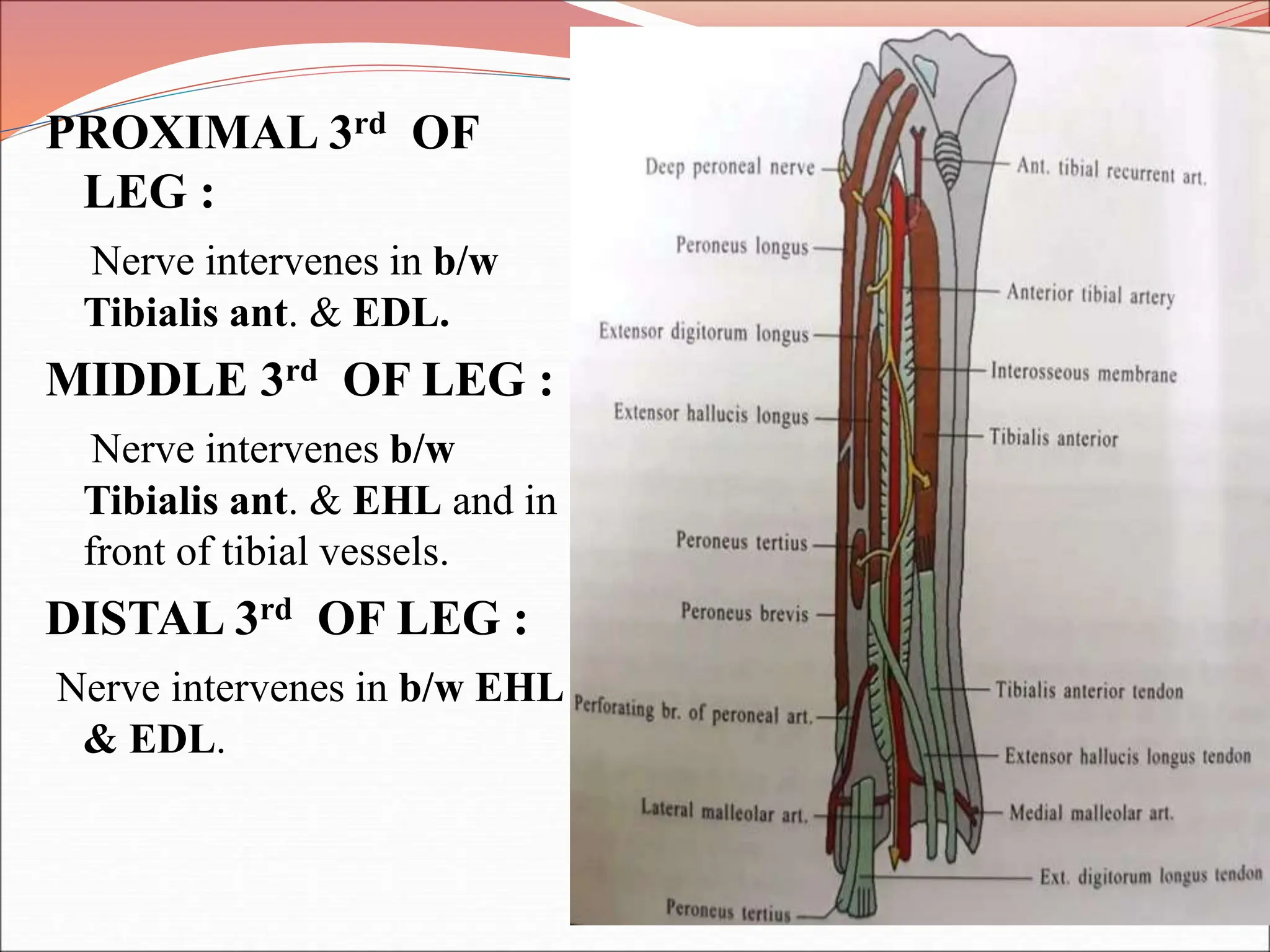 15- Front and lateral compartment of leg (1).ppt