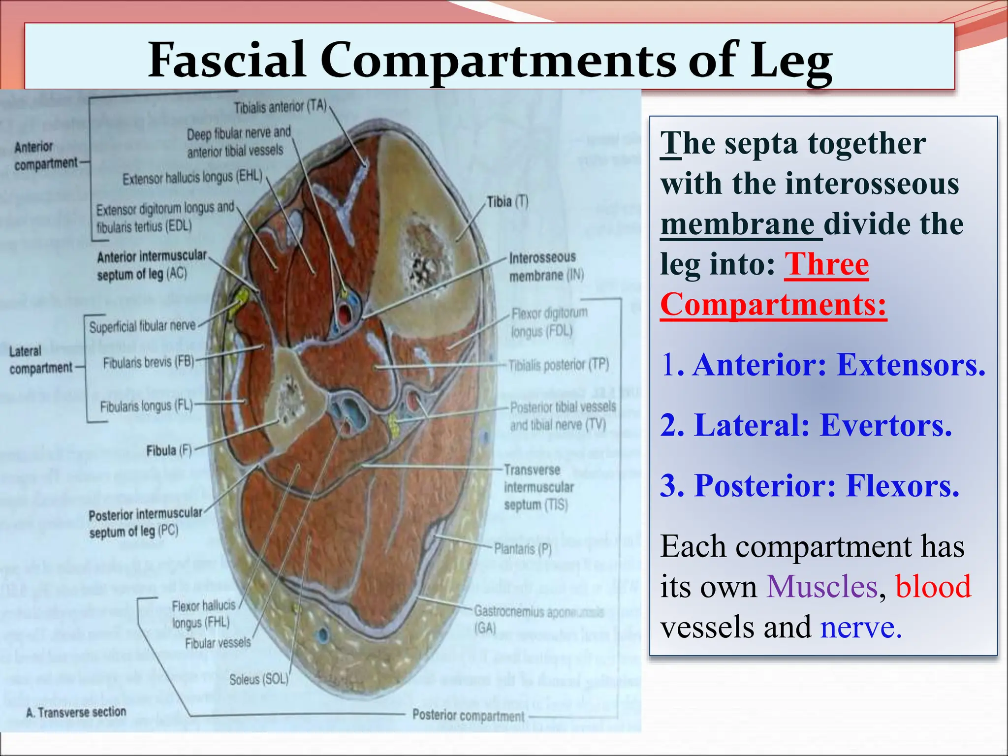 15- Front and lateral compartment of leg (1).ppt