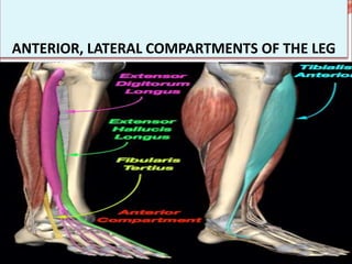 15- Front and lateral compartment of leg (1).ppt
