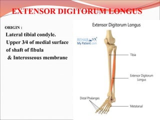15- Front and lateral compartment of leg (1).ppt