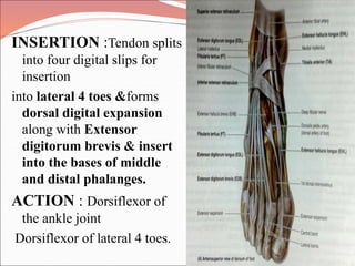 15- Front and lateral compartment of leg (1).ppt