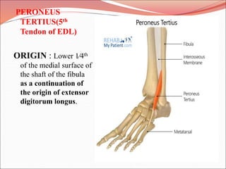 15- Front and lateral compartment of leg (1).ppt