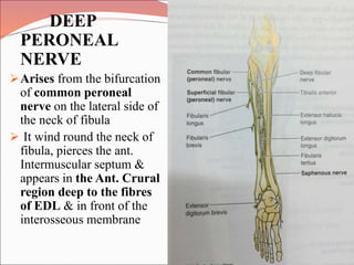 15- Front and lateral compartment of leg (1).ppt
