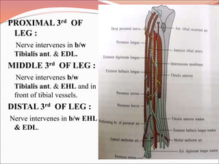 15- Front and lateral compartment of leg (1).ppt