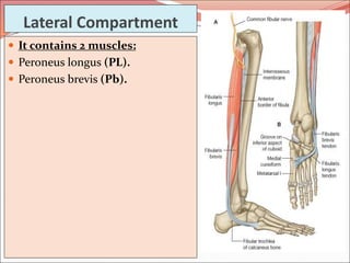 15- Front and lateral compartment of leg (1).ppt