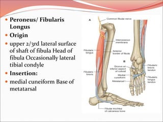 15- Front and lateral compartment of leg (1).ppt