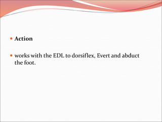 15- Front and lateral compartment of leg (1).ppt